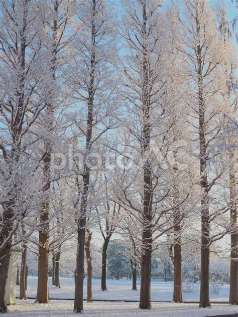 雪が積もった木メタセコイア No 25569416｜写真素材なら「写真ac」無料（フリー）ダウンロードok
