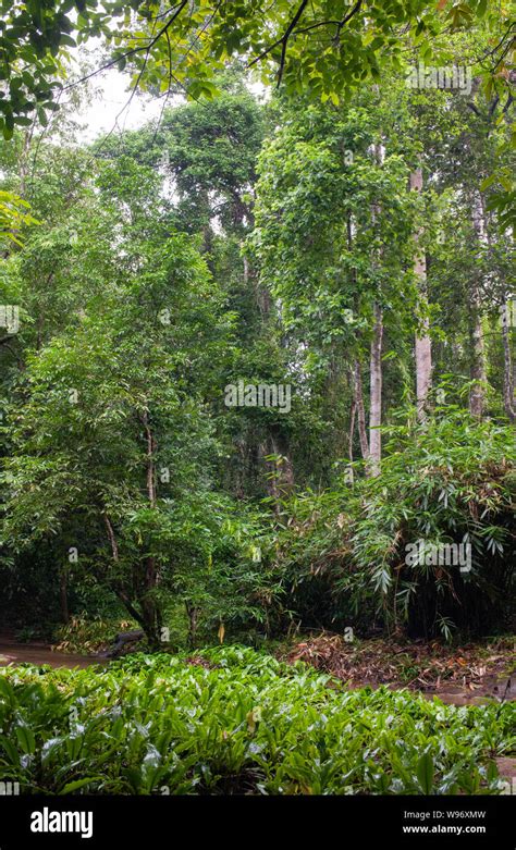 Tropical Monsoon Deciduous Forests
