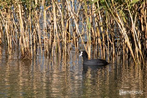Čuvajte Se ‘balina‘ U Liskama Olovna Sačma Je Opasna Za Ljude Evo što