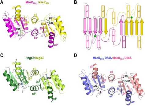 Crystal Structure Of Maer Rec Wild Type And D54a Mutant A Cartoon Download Scientific