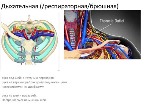 История и принципы. Основатель остеопатии - презентация онлайн