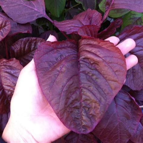 Vibex ® Xlr 573 Amaranthus Leaf Redcholai Red Saag Seed Price In India
