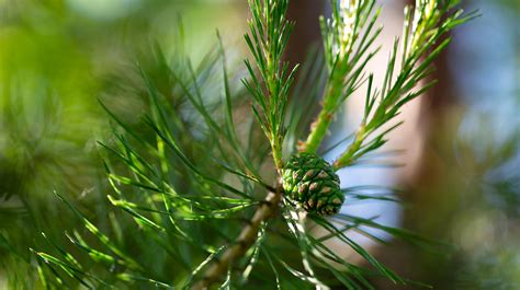 Молодая сосновая шишка · 1920x1080 Full Hd бесплатная фотография от Denisark картинки и обои