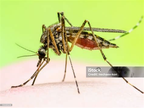 지카는 녹색 배경에 모기 에 물린 감염 리슈만마비 뇌염 황열병 뎅기열 말라리아 질환 마야로 또는 지카 바이러스 전염성 컬렉스