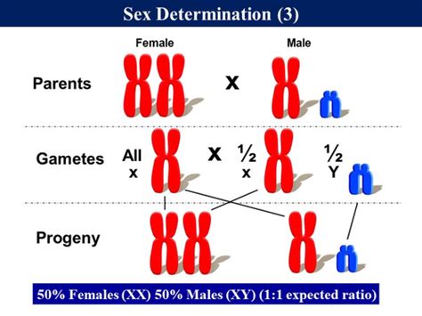 Bio6 9 Sex Determination In Humans Teaching Resources