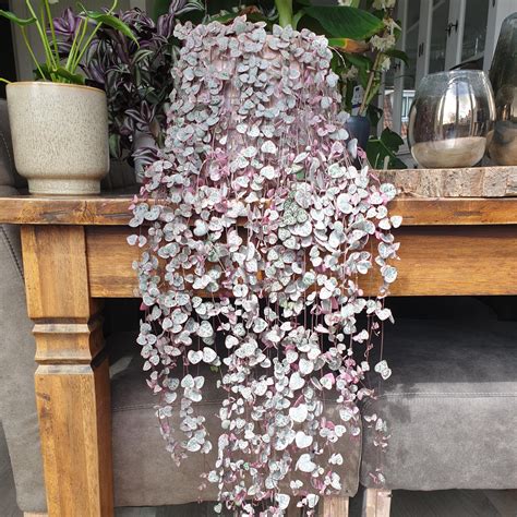 Ceropegia Woodii Variegated String Of Hearts Large Mcg™
