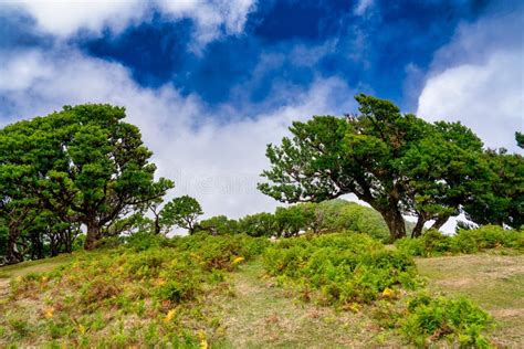 Beautiful Laurel Trees In The Afternoon Sunset In The Fanal Forest