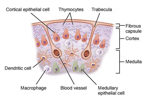 Thymus Trabeculae Anatomical Structure Sectional View Anatomy Note