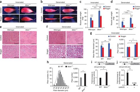Bmp Signaling Mediates The Hypertrophy Of Mstn Knockout Mice And