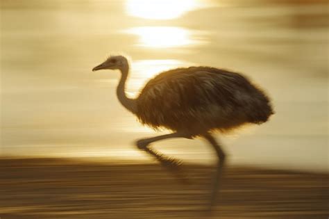 Emu Running Across The Plains Premium AI Generated Image