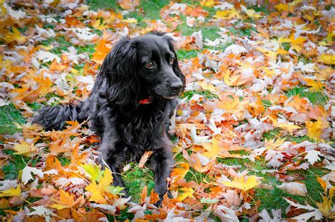 Ich Liebe Den Herbst