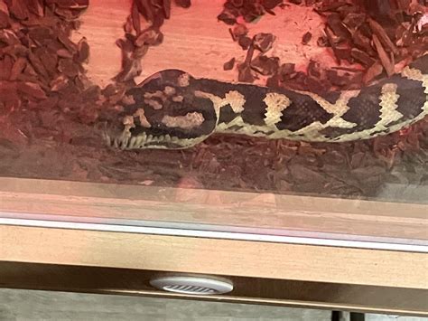 Darwin Carpet Python Reptilesales Au Reptile Classifieds