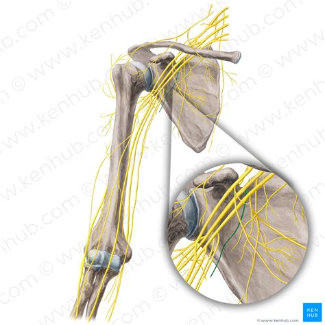 Inferior Subscapular Nerve 21664 Kenhub Image License Store