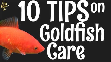 Common Goldfish Size