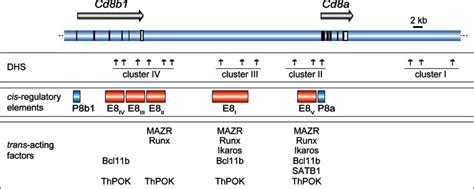 Map Of The Cd8ab Gene Complex The Upper Panel Shows The Cd8ab Gene