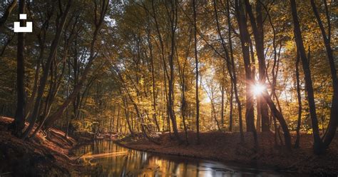 숲속의 나무 사이로 햇살이 빛난다 사진 Unsplash의 무료 배경 이미지