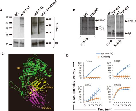 Idh1 Binds To Cd8 A Surface Biotinylated Proteins Coimmunoprecipitated