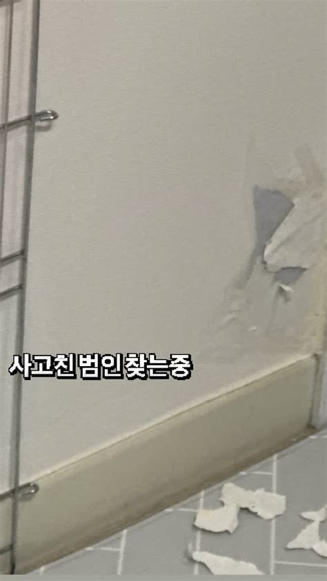 💎루이루루💎 사람을 너무 좋아하는 루루 엄마를 너무 좋아하는 루이 산책나가서 여기저기 파워 E가 되더니 뻗어버린 우리집