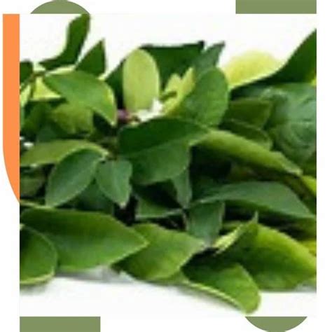 Lemon Leaf Ericaceae At ₹ 22kg Lemon Leaves In New Delhi Id