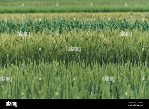 Cereal Variety Hi Res Stock Photography And Images Alamy