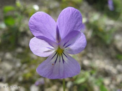 Rouen Pansy Viola Hispida At Fernande Frank Blog