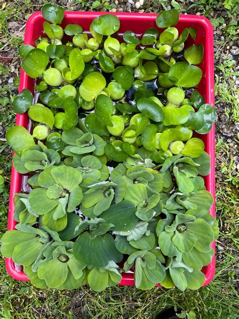 Face Plant Weekly Special 25 Mix Water Hyacinth And Water Lettuce Koi