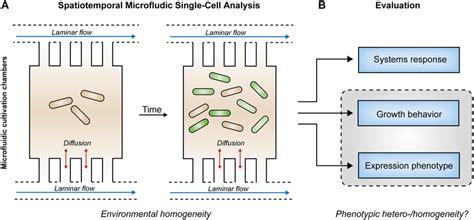 Microfluidic Single Cell Cultivation Experiments A Spatiotemporal Download Scientific Diagram