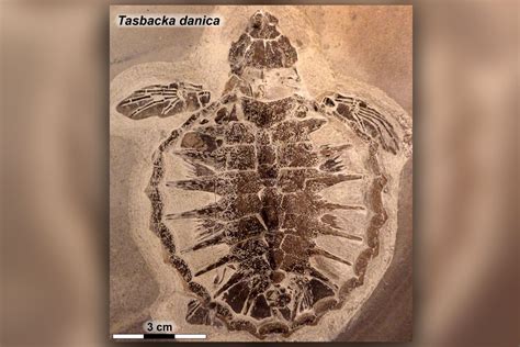 Prehistoric Turtle Fossil