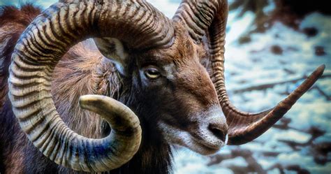 Horn Symbolism Meaning Symbolopedia