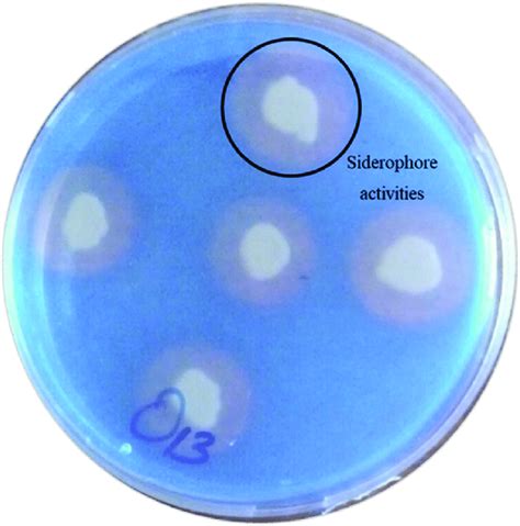 Chrome Azurol S Cas Agar Plate Showing Siderophore Production By
