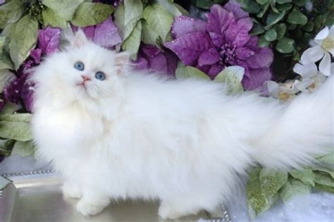 猫の壁紙でデスクトップに癒しと安らぎを猫の壁紙・猫画像22選！ 猫画像どっと 猫ブログ