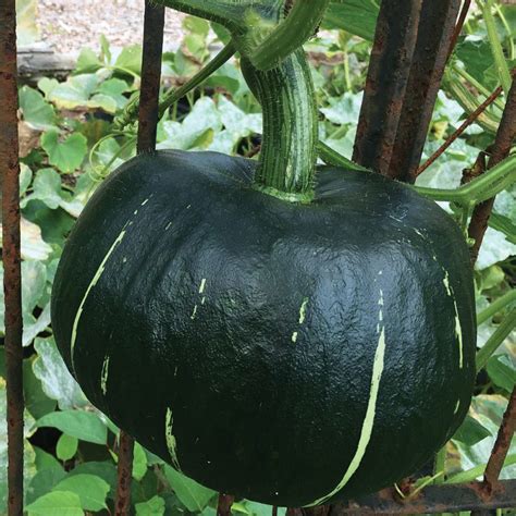Winter Squash Buttercup Rocket Gardens Organic Plug Plants Order
