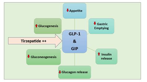 Tirzepatide New Hope For Diabetes And Obesity In India