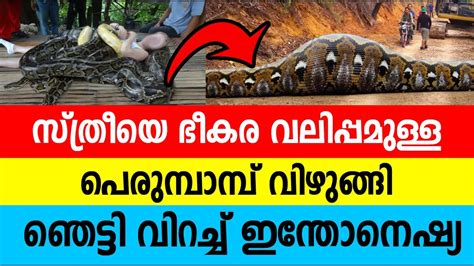 മനുഷ്യനെ വിഴുങ്ങി പെരുമ്പാമ്പ്‌ വീഡിയോ ഞെട്ടി വിറച്ചു ഇന്തോനേഷ്യ