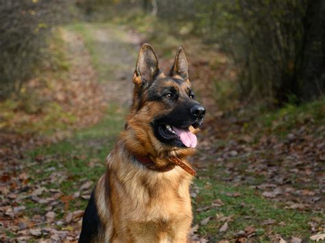 Bloat In Dogs Causes Symptoms And Prevention