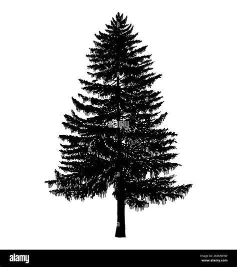 Fir Silhouette