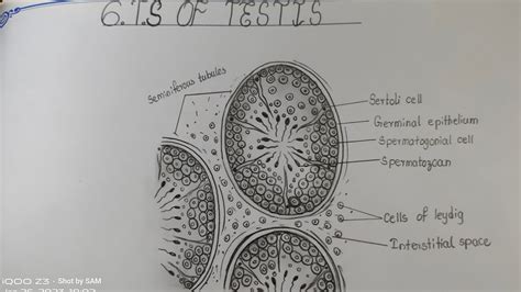 Drawing Ts Of Testis In Easy Steps Youtube