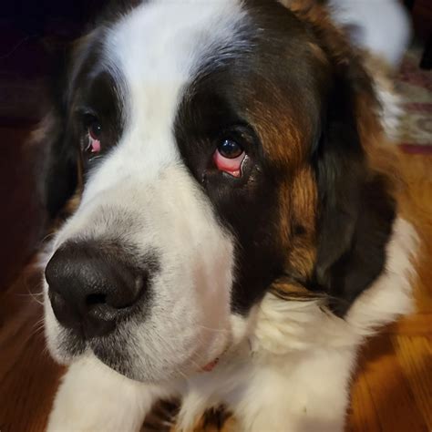 Headshots Rmoscowwatchdog