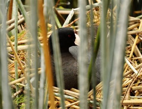 Premium Photo Close Up Of Duck Sitting In Nest