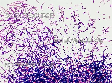 Gram Positive Bacteria Bacilli Under Stock Image Science Source Images