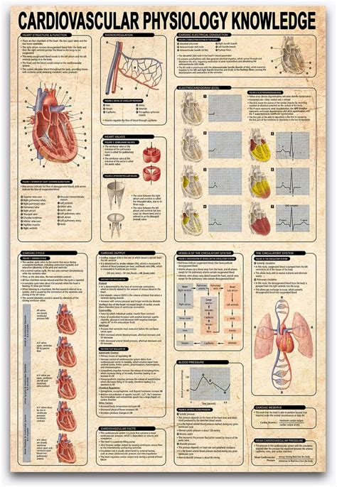 Youpinnong Cardiovascular Physiology Knowledge Metal Tin
