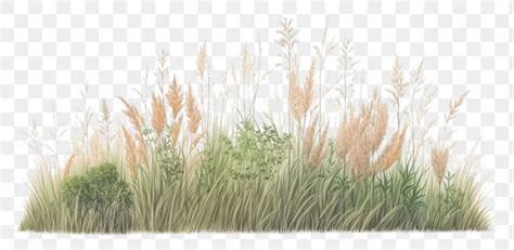 Png Grassland Borders Outdoors Drawing Free Png Rawpixel
