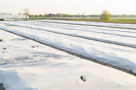밭에서 채소 재배 작은 온실 손상 된 스 펀 본드 재난 토네이도 허리케인 농업에 해를 끼칩니다 냉 기 보호 및 야채의 습도를 유지 선택적 초점 0명에 대한 스톡 사진 및