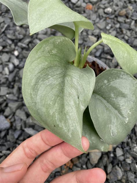 Scindapsus Silver Hero The Glamorous Indoor Plant