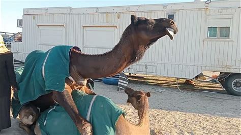 Camel Love Mating Video Male Camel Mating With Female Camel Mating