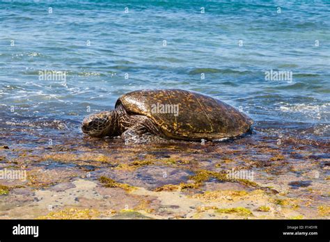 Green Sea Turtle Crawling Onto The Beach Stock Photo Alamy