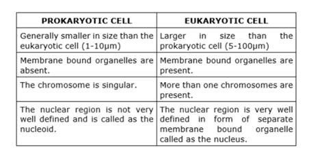 What Is The Complexity Of A Eukaryotic Cell Vary