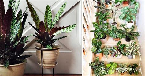 朝东窗台上少不了的18种盆栽植物，开花植物和观叶植物任你选 知乎