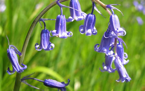 The Best Places To See Bluebells In The UK