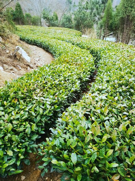 日照圣谷山：想喝好茶别贪早 露天日照绿茶还没上市哦 半岛网